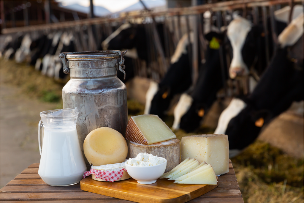 Cheese-Making Milk Types: Why They Matter