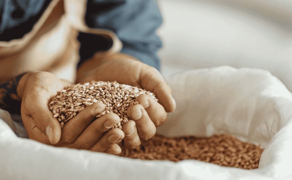 The Importance of Malt in All-Grain Brewing