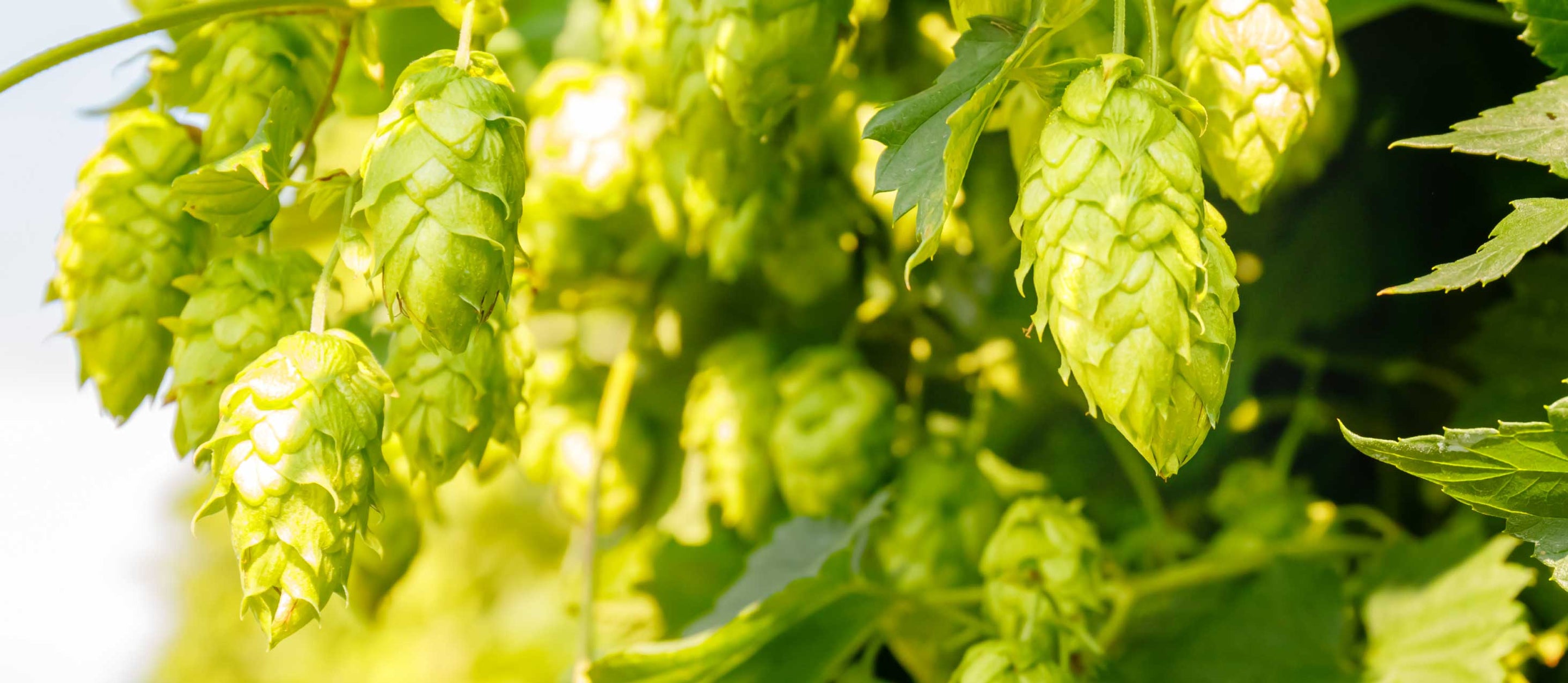 MYO Drinks: Brew Beer, Distill Spirits, & Make Wine at Home