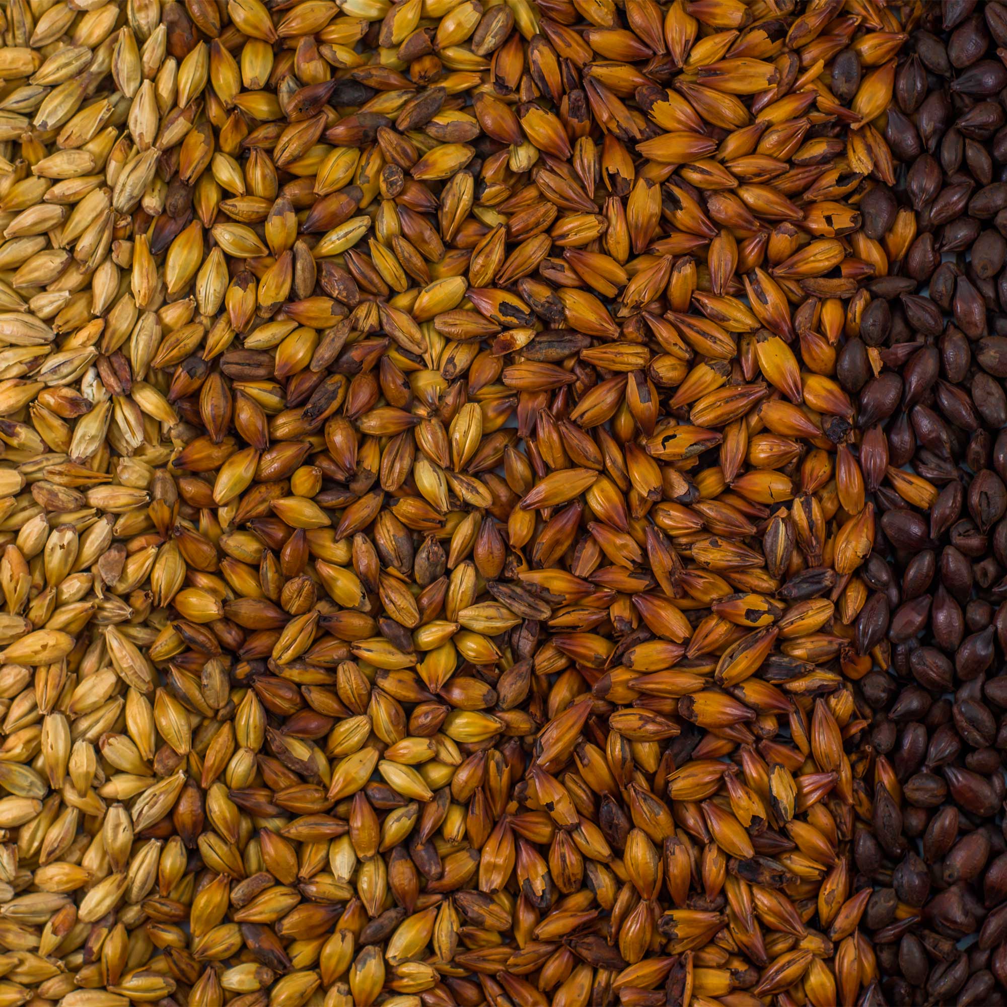 MYO Drinks: Brew Beer, Distill Spirits, & Make Wine at Home